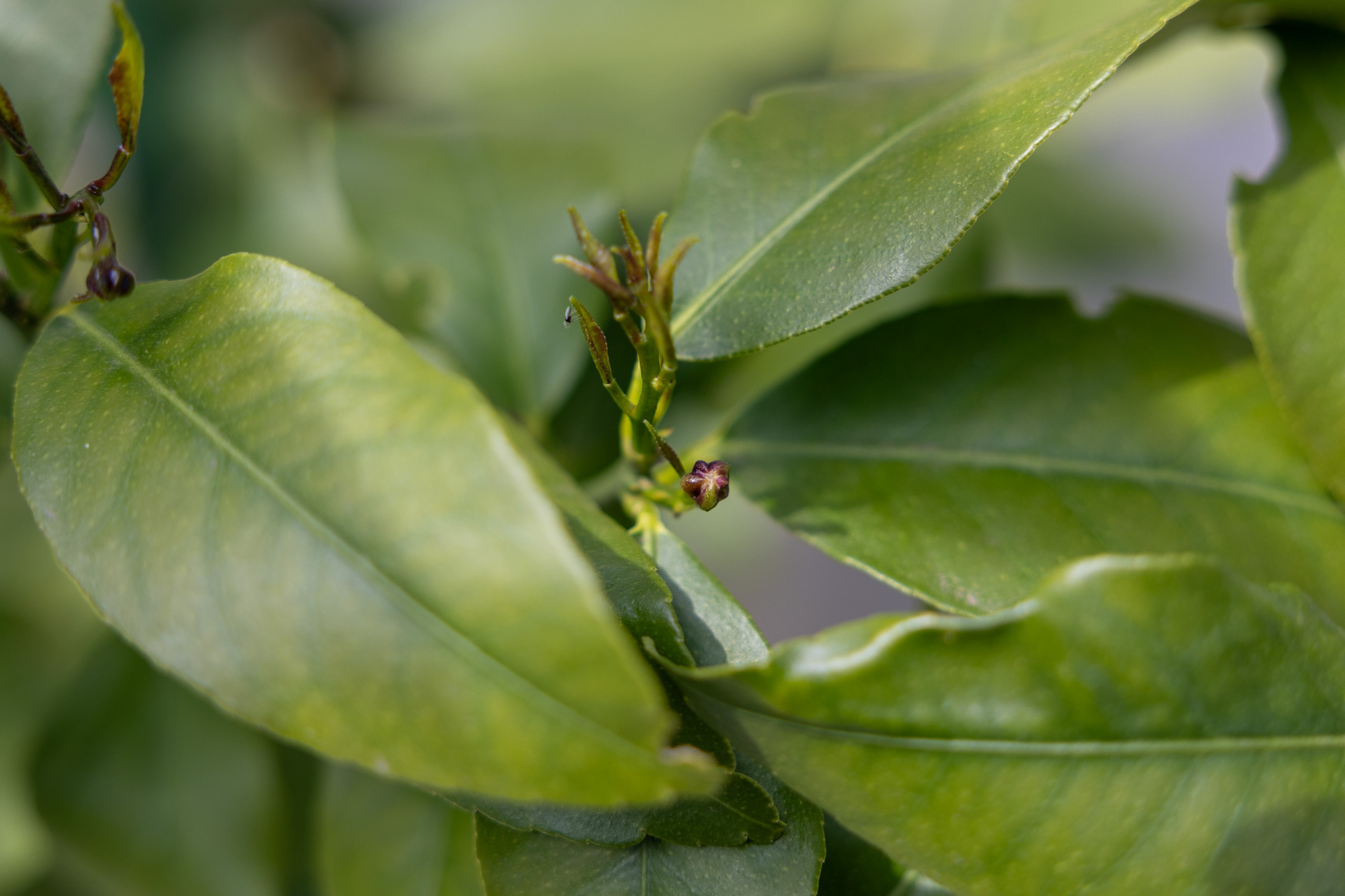 4月のガーデン（ガーデニング記録、バラの害虫とジックニームについて、他）: オラの日常