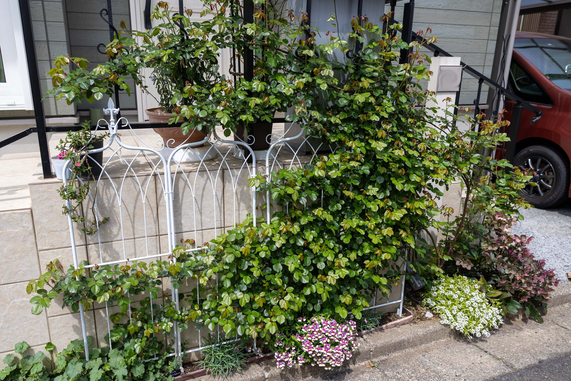 4月のガーデン（ガーデニング記録、バラの害虫とジックニームについて、他）: オラの日常