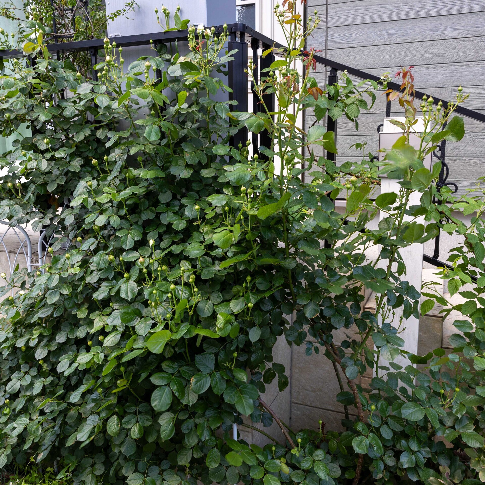 5月のガーデン（バラがもうすぐ、新緑、クリスマスローズのドライなど）: オラの日常