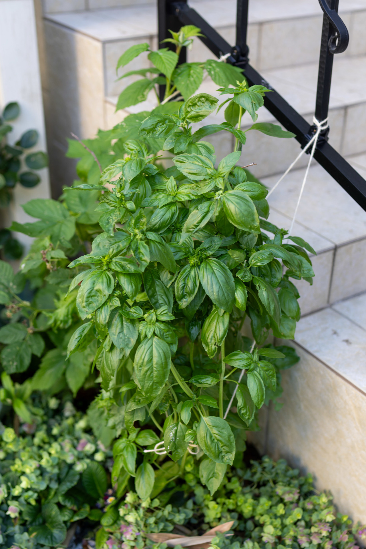 6月のガーデン、続き: オラの日常